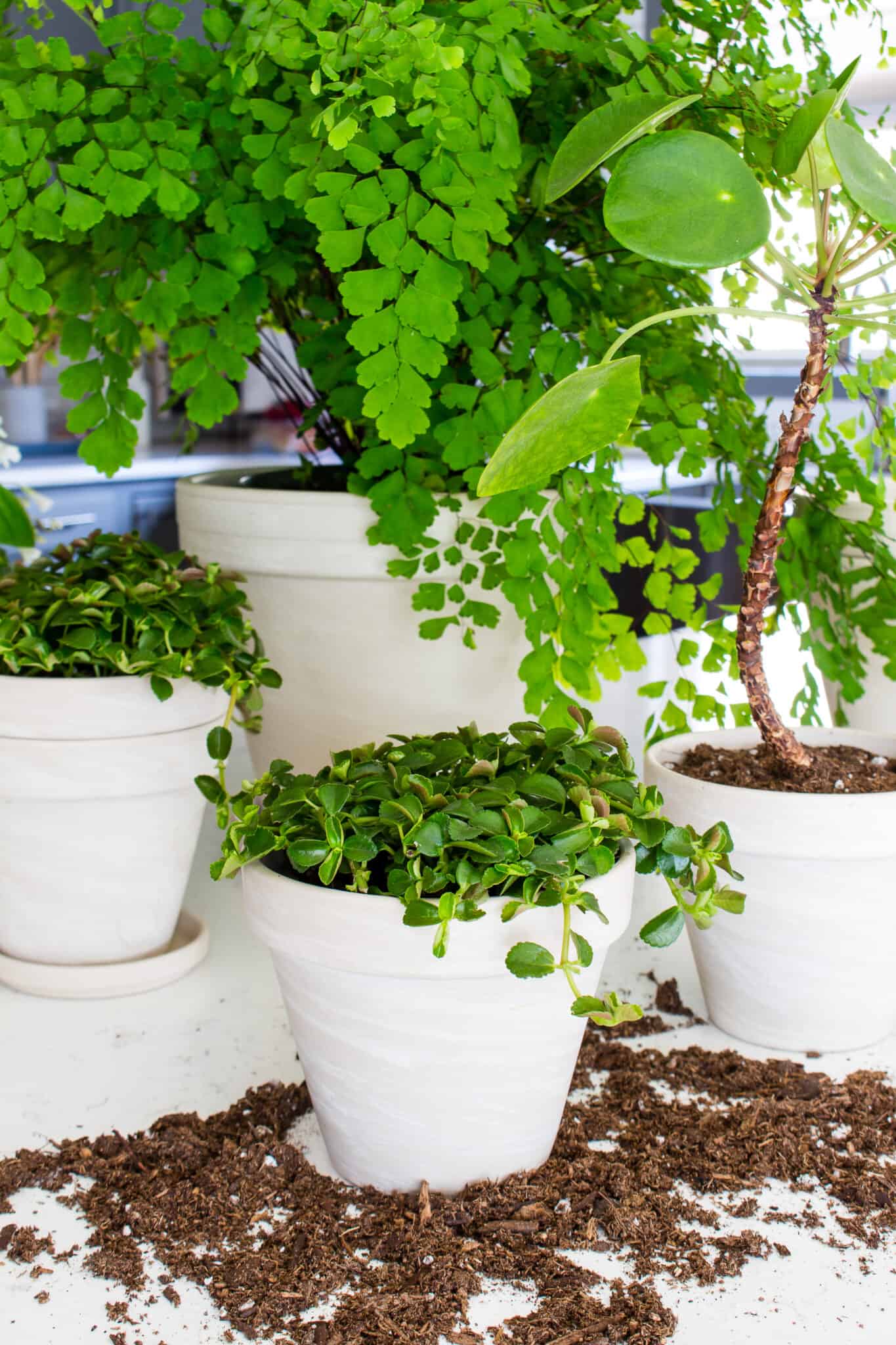 Easy Spring Centerpiece with Potted Plants - Inspiration For Moms